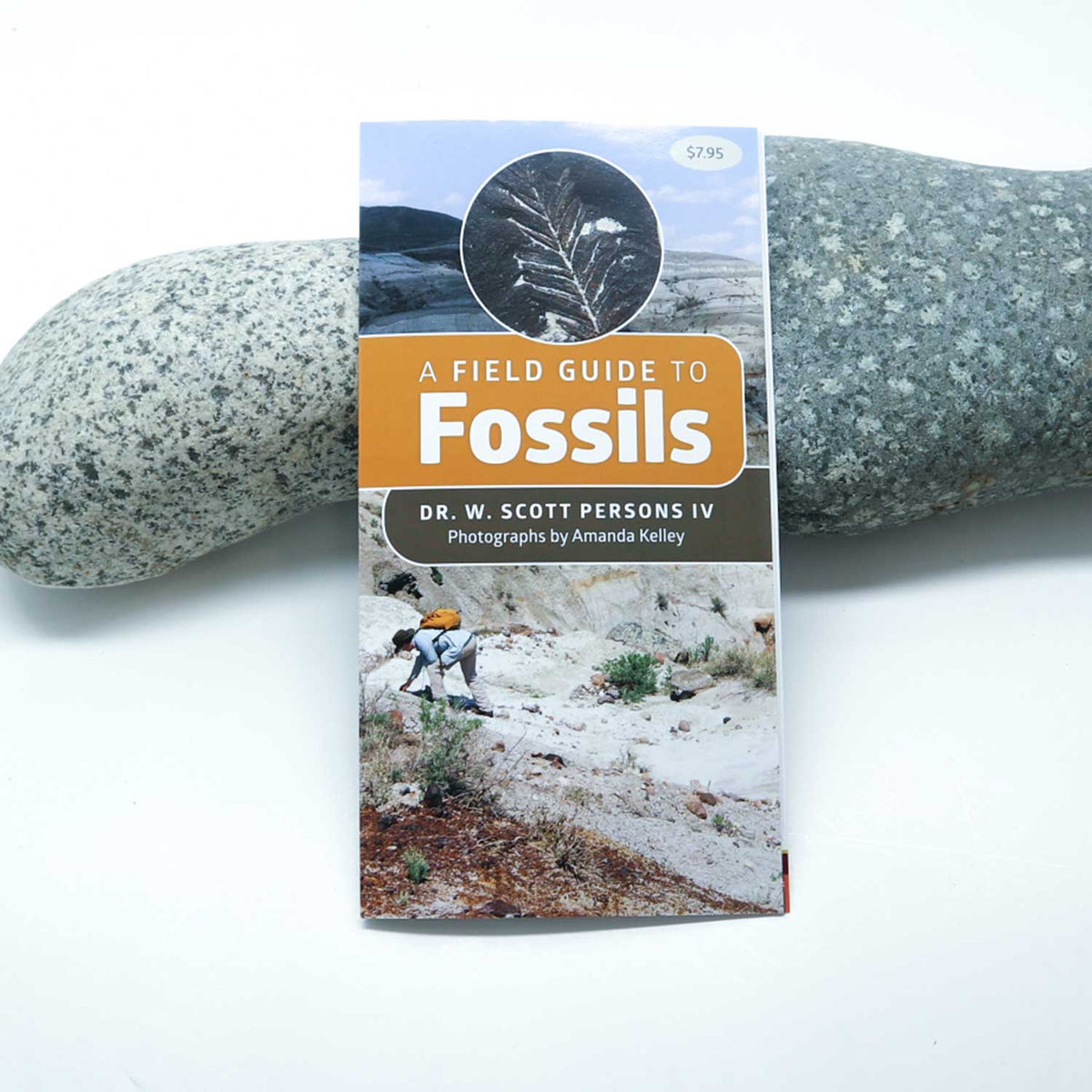 Field Guide : Fossils (Harbour) – Salish Sea Market (Bowser)
